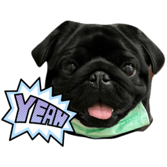 Kuma Head Face - Kuma black pug – LINE stickers | LINE STORE