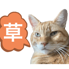 protective cat Mr.Chachamaru - Stiker LINE | LINE STORE