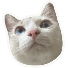 meme tang cat – LINE貼圖 | LINE STORE