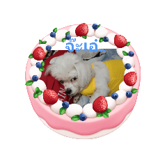 Tui_20230507125853 – LINE stickers | LINE STORE