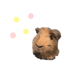 moru moru_20230510094008 – LINE stickers | LINE STORE