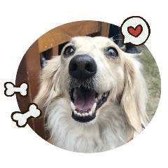 Mita doooog 臘腸日常 – LINE貼圖 | LINE STORE