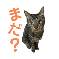 yama_20230513145500 - Stiker LINE | LINE STORE