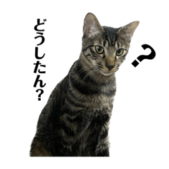 凛々丸 - LINE スタンプ | LINE STORE