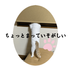 スコティッシュストレートがつぶやきます - LINE スタンプ | LINE STORE