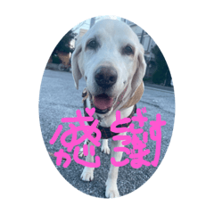 【スタンプ無料GET!】 にもの日常4 with Family｜ Stampick! （スタンピック）