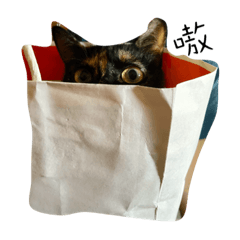 Cccccat_20230519185215 – LINE stickers | LINE STORE