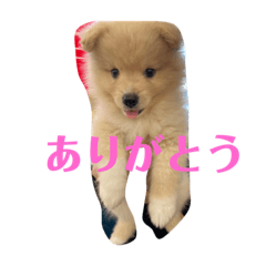 yuri_20230521185924 – LINE stickers | LINE STORE