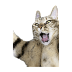 Benny_20230524220837 – LINE stickers | LINE STORE