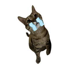 Benny_20230525142844 – LINE stickers | LINE STORE