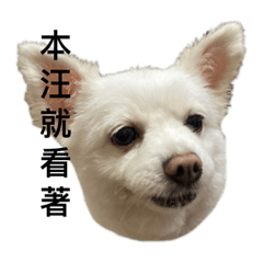 Funny dudu dog – LINE stickers | LINE STORE
