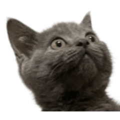 shioko_20230526110606 – LINE stickers | LINE STORE