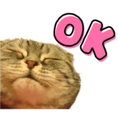 QQ Cat Sticker - LINE スタンプ | LINE STORE