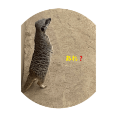 可愛い動物たちが乗ってるスタンプです - LINE スタンプ | LINE STORE