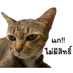 Yabe-LINE貼圖代購 | 台灣No.1，最便宜高效率的代購網