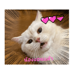Aomsin_20230618221951 - LINE スタンプ | LINE STORE