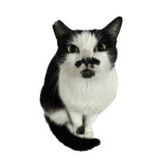 NTU cat – LINE stickers | LINE STORE