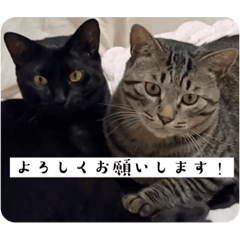 Kumao Tachikawa_20230624010233 – LINE stickers | LINE STORE