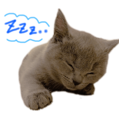 u-tan_aho_20230623221351 – LINE stickers | LINE STORE