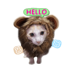 Cat Gold Bag – LINE stickers | LINE STORE