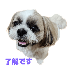 wup_20230626115724 – LINE stickers | LINE STORE