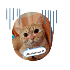 Kaitoon Family_20230628103420 - Stiker LINE | LINE STORE