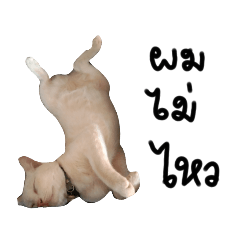 bomb buu # cat – LINE貼圖 | LINE STORE