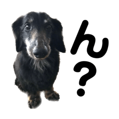 Daily stickers of lovely dog – LINE stickers | LINE STORE