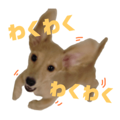 Chiroru-chan stickers - LINE スタンプ | LINE STORE