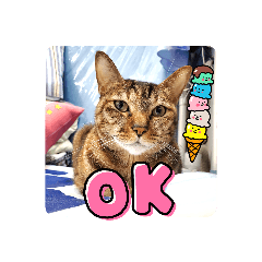 DDL_20230706222434 – LINE stickers | LINE STORE