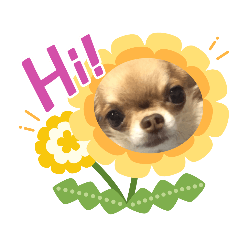 pao pao_20230707145031 – LINE stickers | LINE STORE