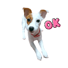 Pookie_20230708140104 - LINE スタンプ | LINE STORE