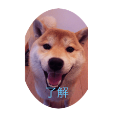 Japanese Shiba Inu_20230709111457 – Stickers LINE | LINE STORE