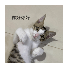 tang_20230710170424 – LINE stickers | LINE STORE