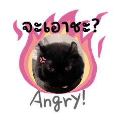 Luni cats – LINE stickers | LINE STORE