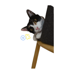 uni cat_20230714212902 - LINE スタンプ | LINE STORE