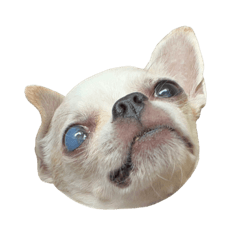 Uji_20230731114654 – LINE stickers | LINE STORE