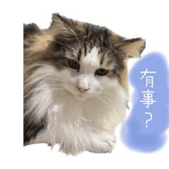 Chen kuanyu_20230805145428 – LINE stickers | LINE STORE