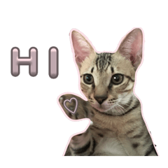 just meow 1 - LINE スタンプ | LINE STORE