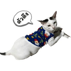 cheeky cat_20230808095152 – LINE stickers | LINE STORE