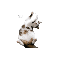 TKC_20230811231611 – LINE stickers | LINE STORE