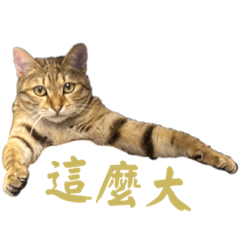 Lill_20230813061113 – LINE stickers | LINE STORE