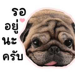 fat pug_20230813095101 – LINE stickers | LINE STORE