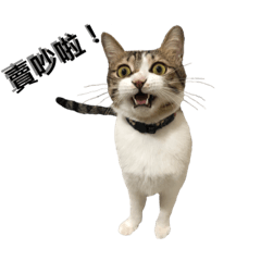 Deb&Cat_20230813161956 - Stiker LINE | LINE STORE