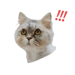 Aunty Cat Caviar v.01 – LINE stickers | LINE STORE