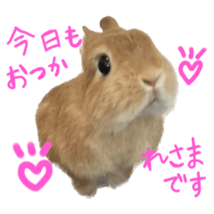 shamo_3 – LINE stickers | LINE STORE