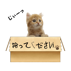 ミヌエット3姉弟 - LINE スタンプ | LINE STORE