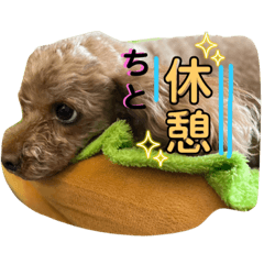 Juntos con mi perrito. | Yabe-LINE貼圖代購 | 台灣No.1，最便宜高效率的代購網