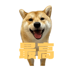 Shiba Inu_Shiba - Stiker LINE | LINE STORE