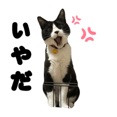 oha_20230819200539 – LINE貼圖 | LINE STORE